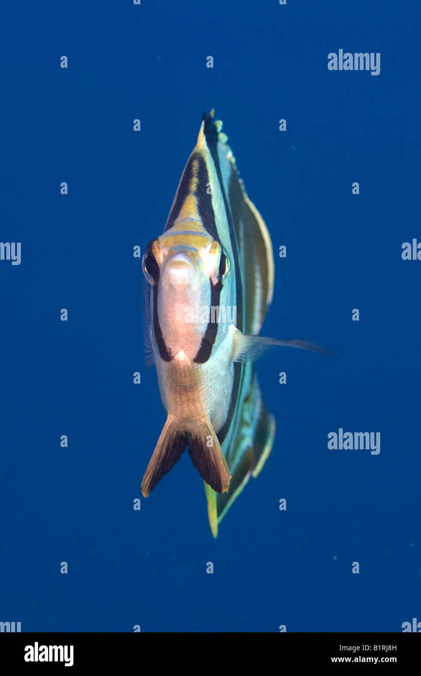 Lined Butterflyfish (Chaetodon lineolatus), Caribbean, Honduras ...