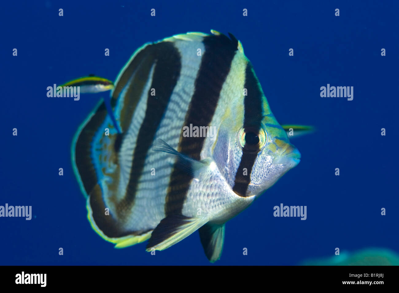 Lined Butterflyfish (Chaetodon lineolatus) and Wrasses (Julininae ...