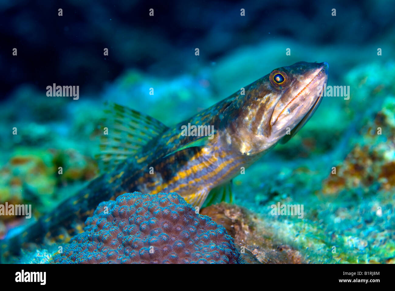 Reef, Redband, Red or Variegated Lizardfish, Fowler's Lizard Fish ...