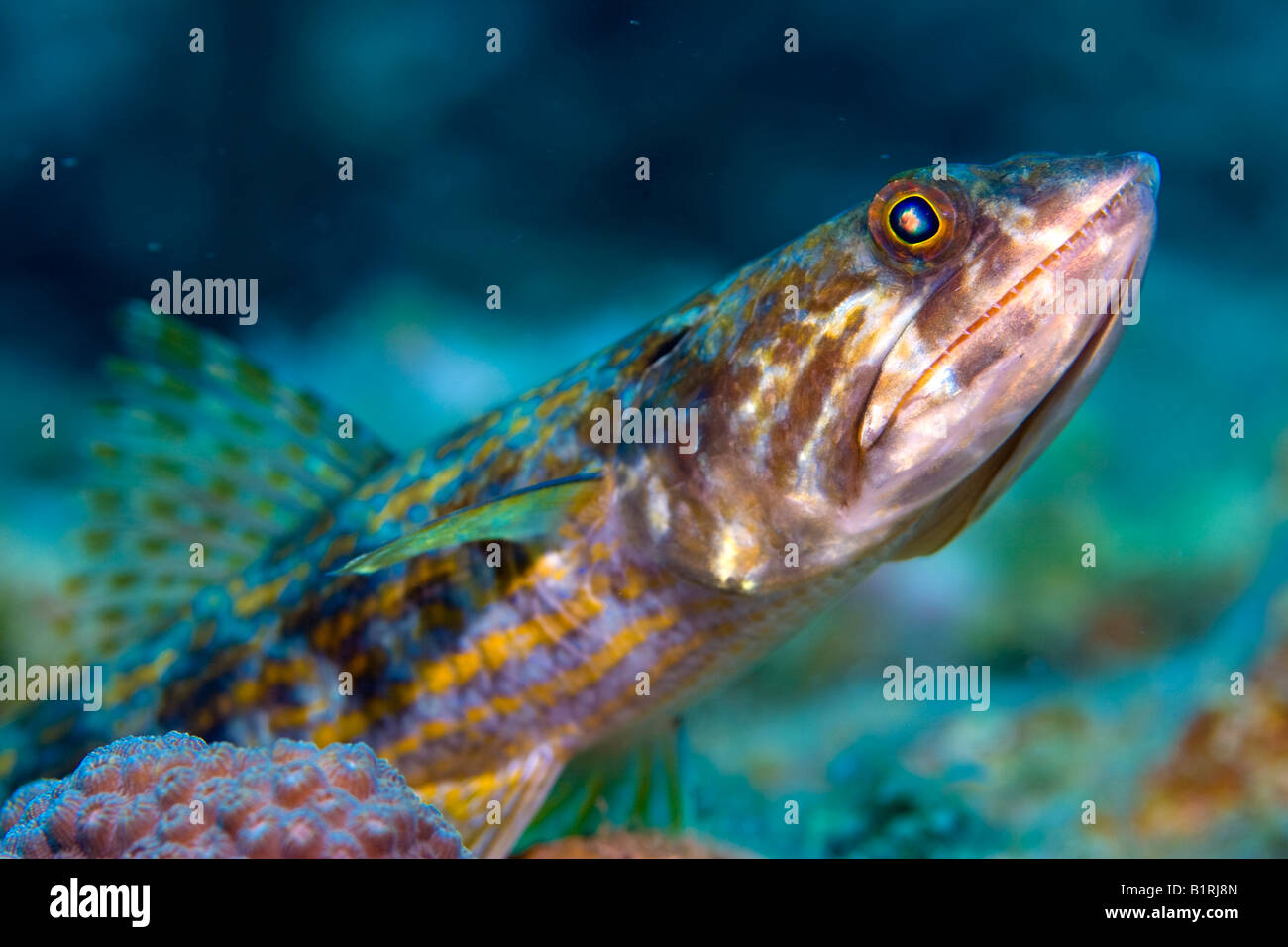 Reef, Redband, Red or Variegated Lizardfish, Fowler's Lizard Fish ...