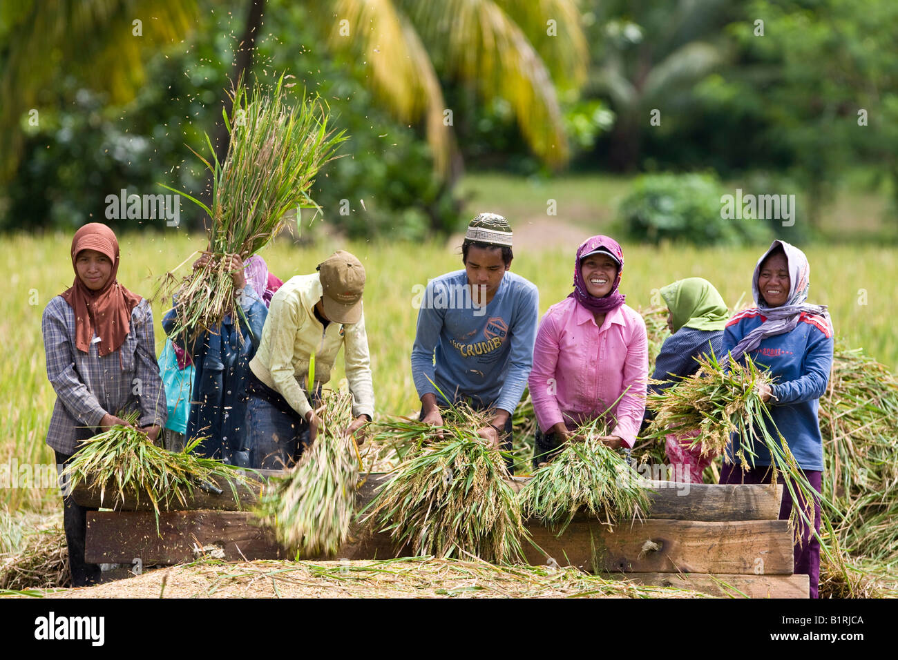 Women banging rice plants against a board to free the rice, Lombok ...