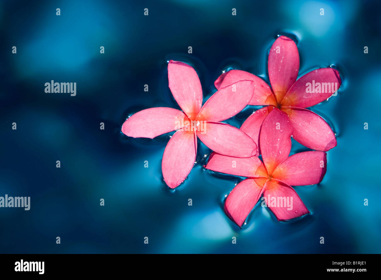 Pink blossoms floating on water Stock Photo - Alamy