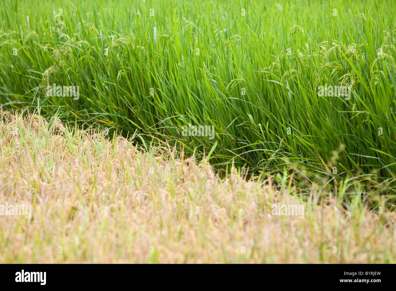 Two rice fields with different types of rice and at varying stages of ...