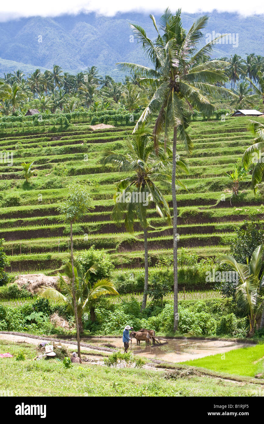 Farmer cultivating his rice field with an ox, rice terraces at back ...