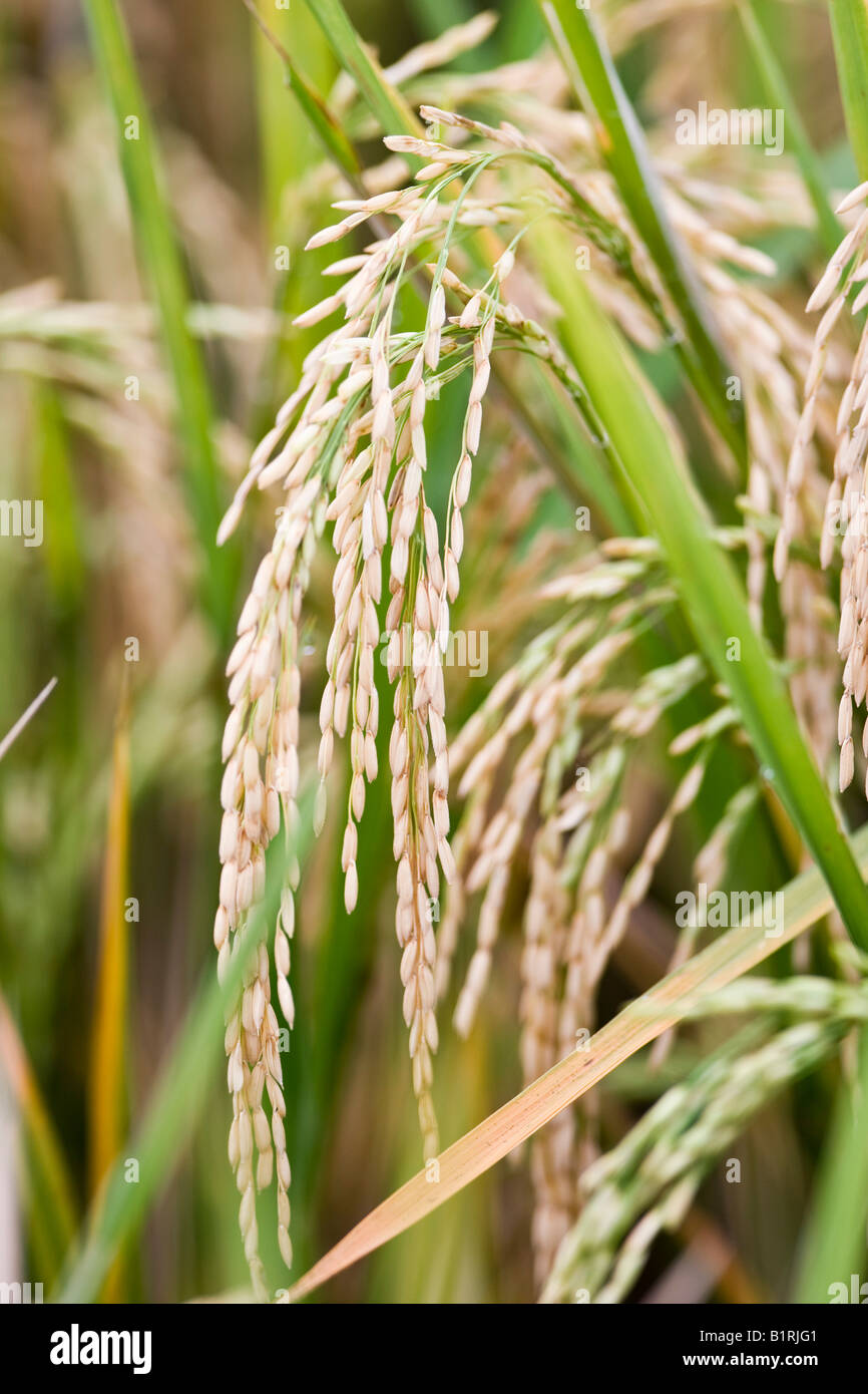 Rice plants, Lombok Island, Lesser Sunda Islands, Indonesia, Asia Stock ...