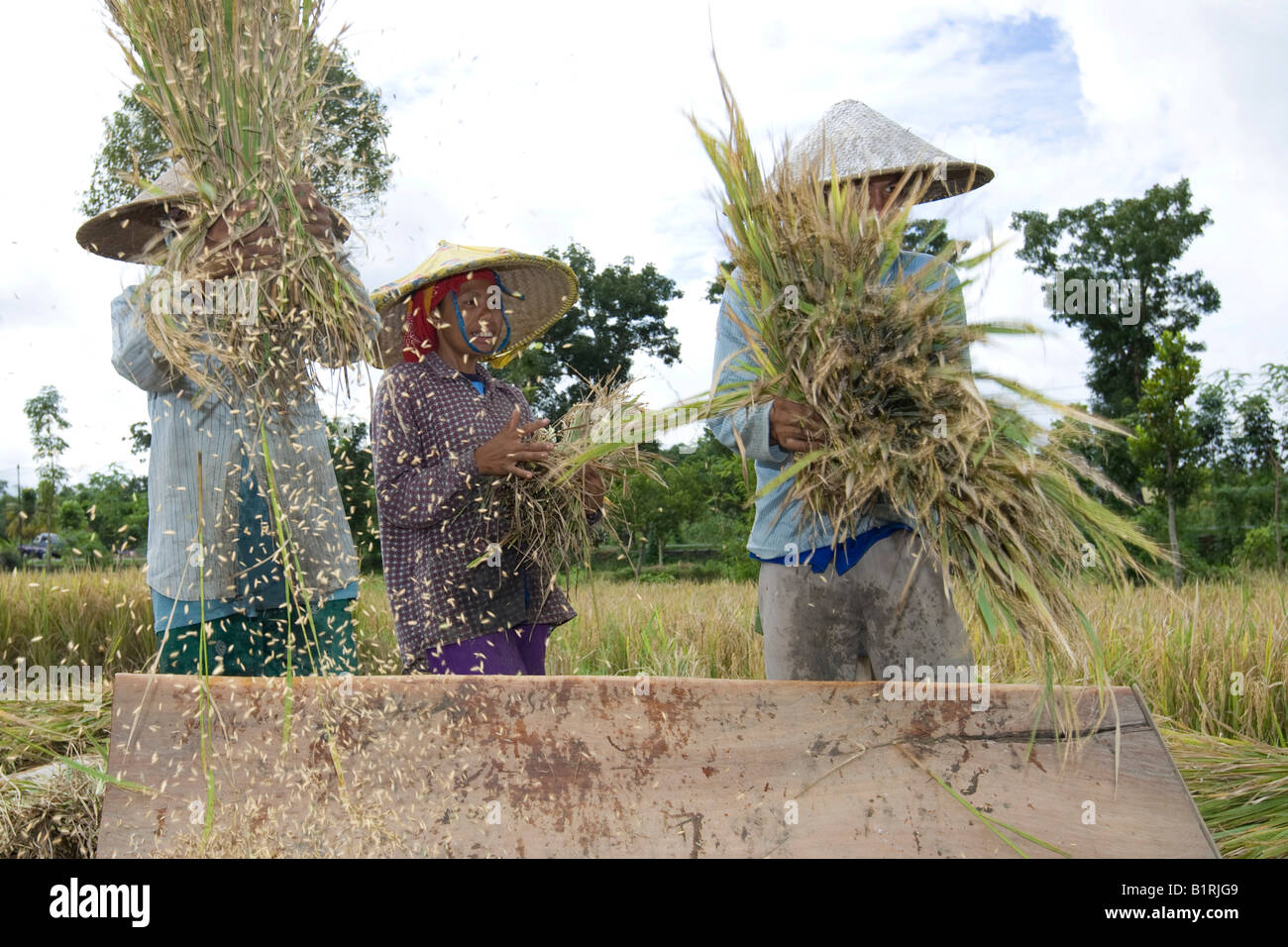 Female rice farmers threshing rice grains from the plants, rice grains ...