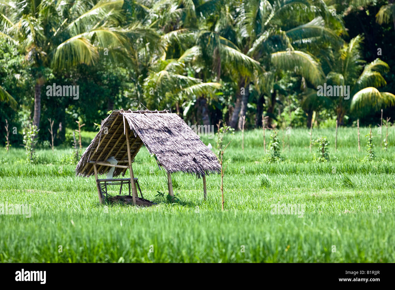 Straw hut on a rice paddy as protection against the sun, Lombok Island ...