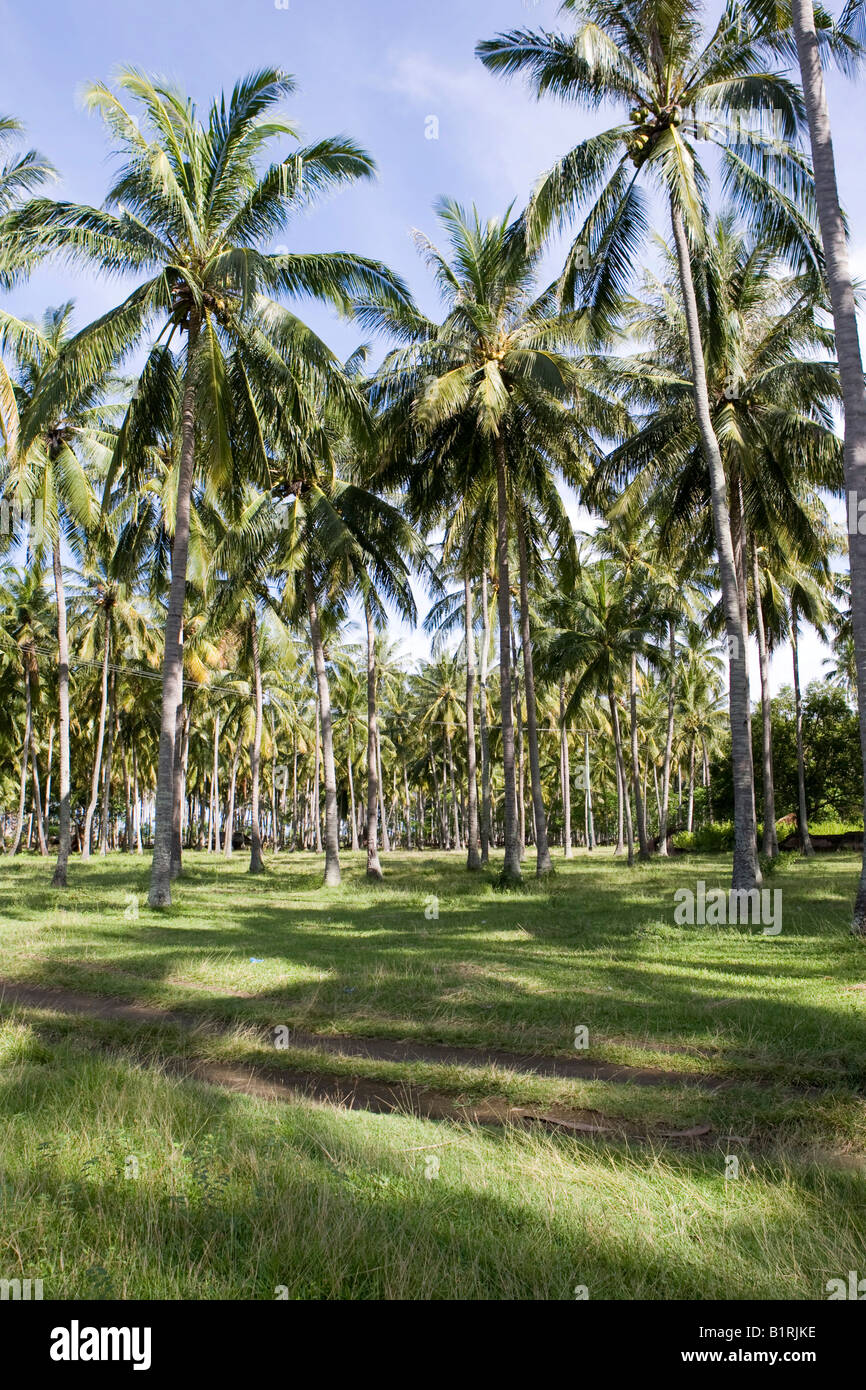 Copra hi-res stock photography and images - Alamy