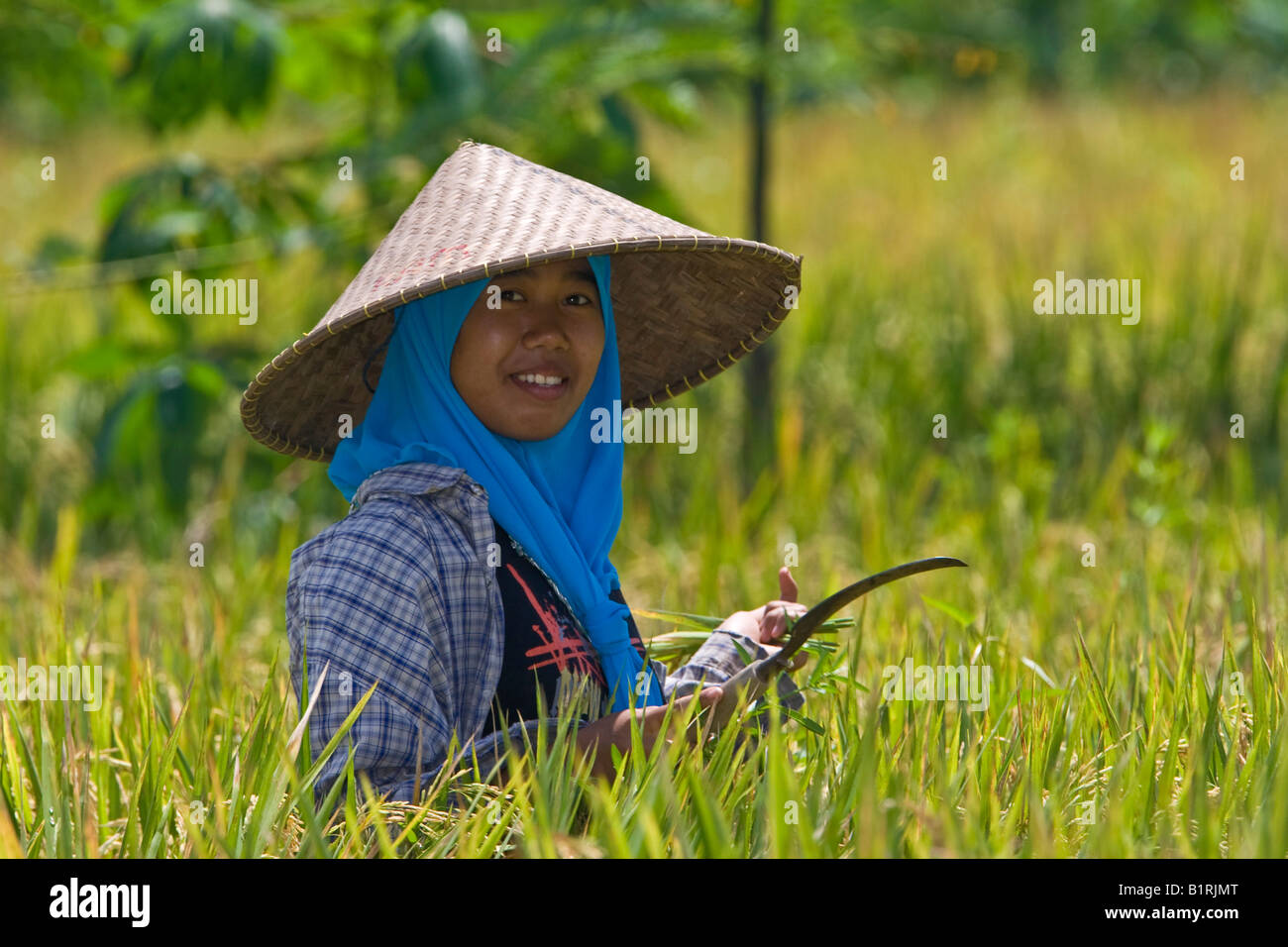 Female rice farmer working in a rice field, Lombok Island, Lesser Sunda ...
