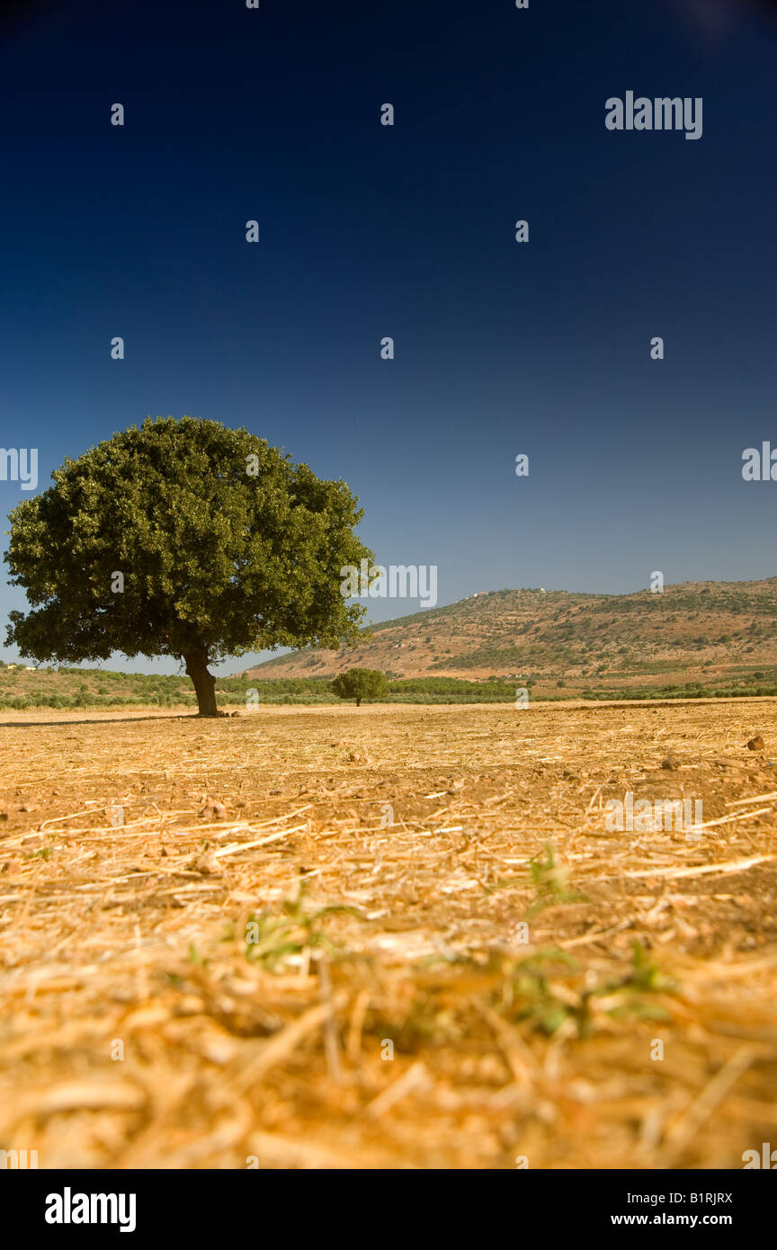 lonely oak in an empty field Stock Photo - Alamy