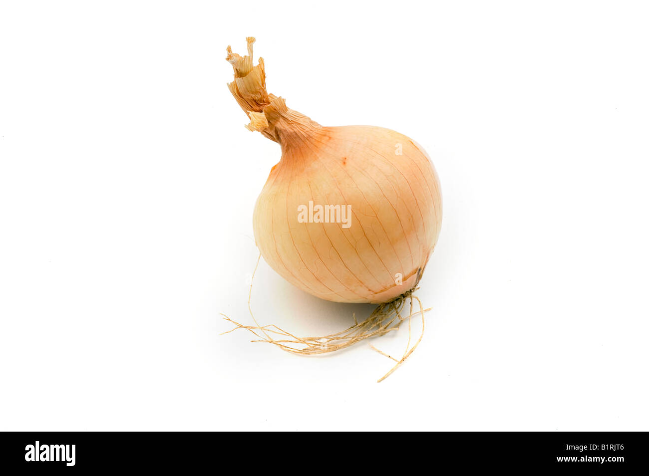 one onion isolated on white background Stock Photo - Alamy