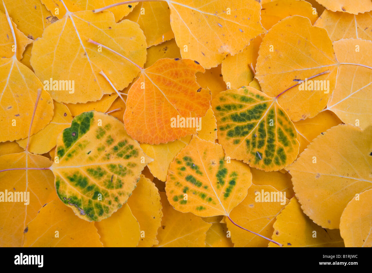 Aspen leafs hi-res stock photography and images - Alamy
