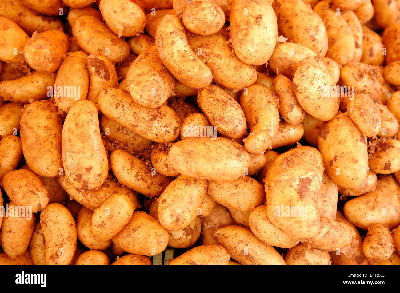 Tuber solanum tuberosum hi-res stock photography and images - Alamy