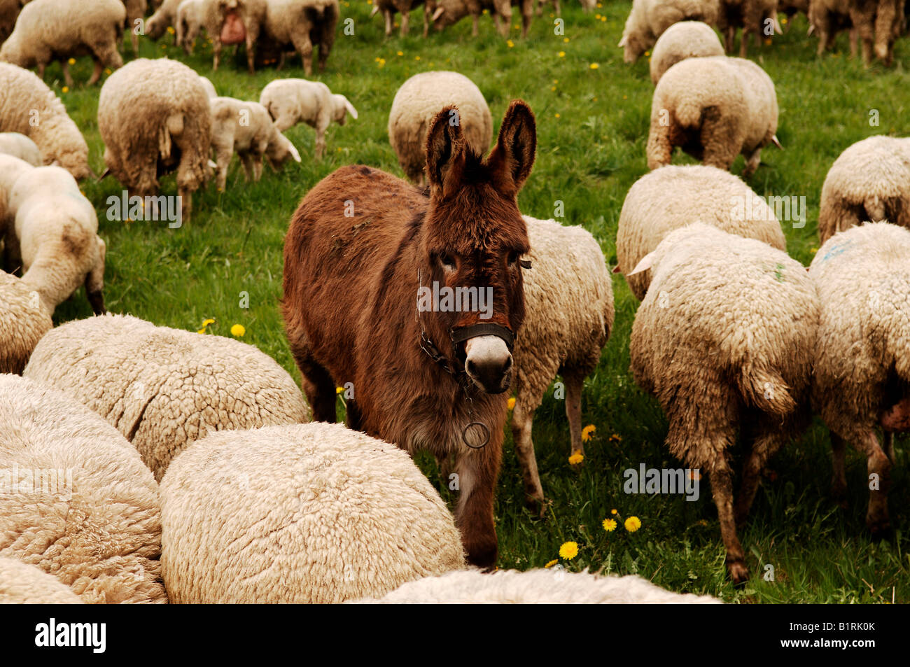 Donkey or Ass (Equus asinus) amid a herd of sheep (Ovis orientalis ...