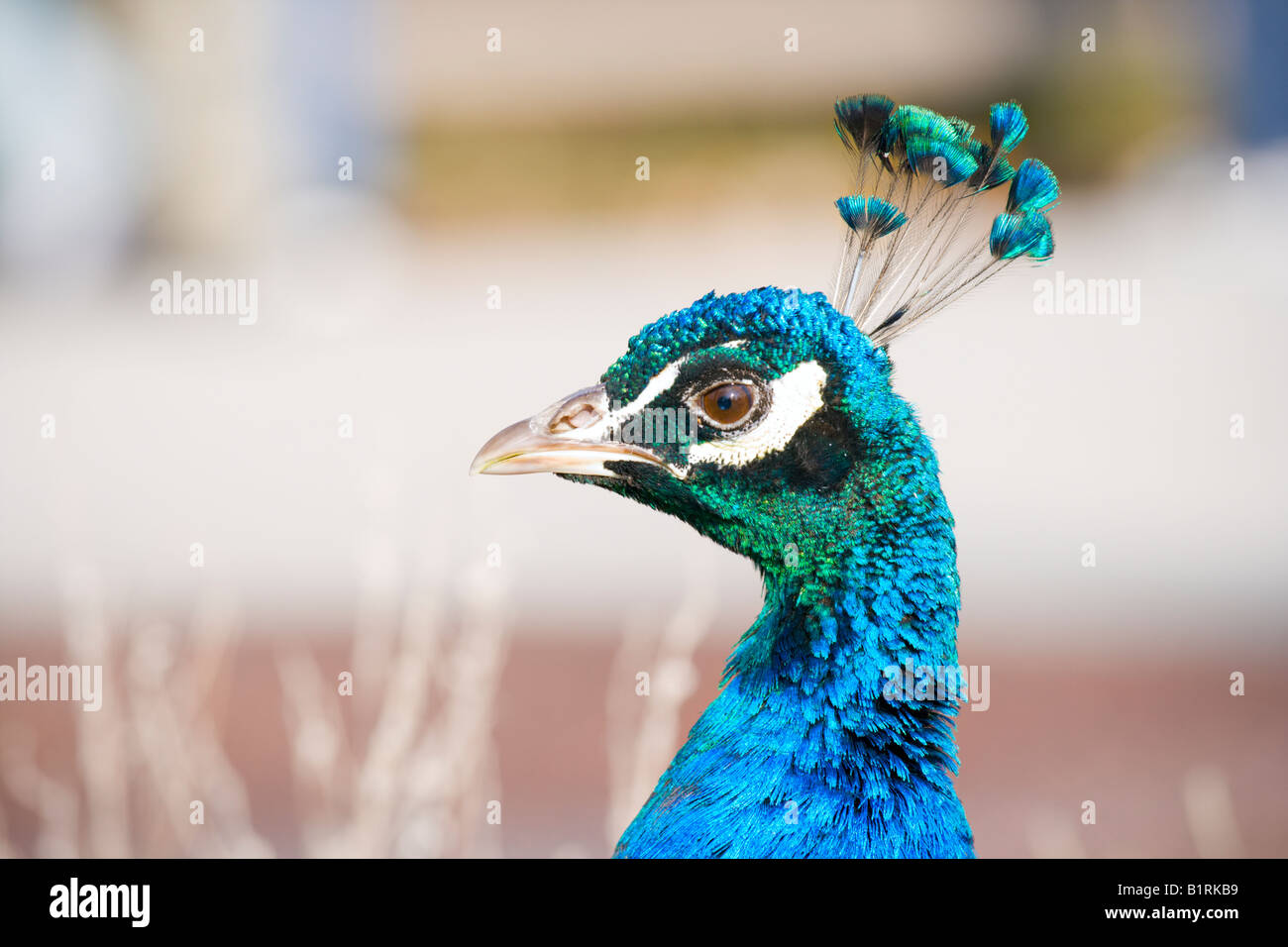 Peacock head hi-res stock photography and images - Alamy