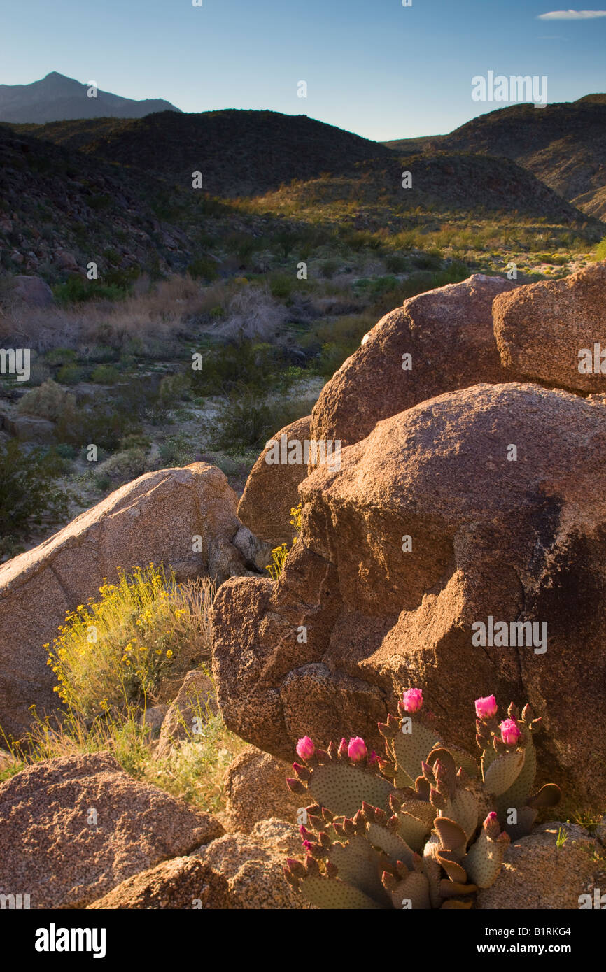 Desert wildflowers including a Beavertail Cactus in Coyote Canyon Anza ...