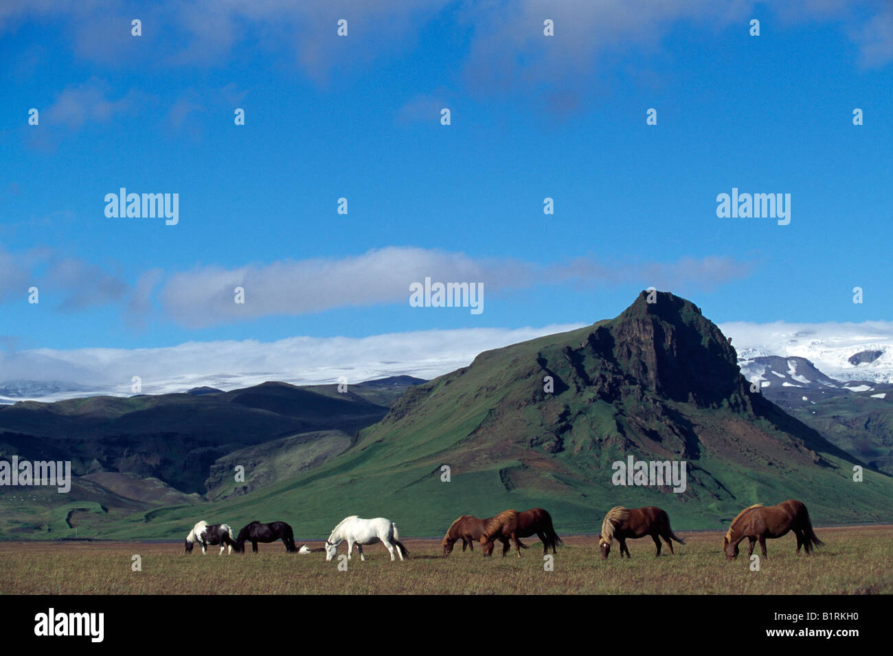 Iceland horses, Hoefn, Iceland Stock Photo - Alamy
