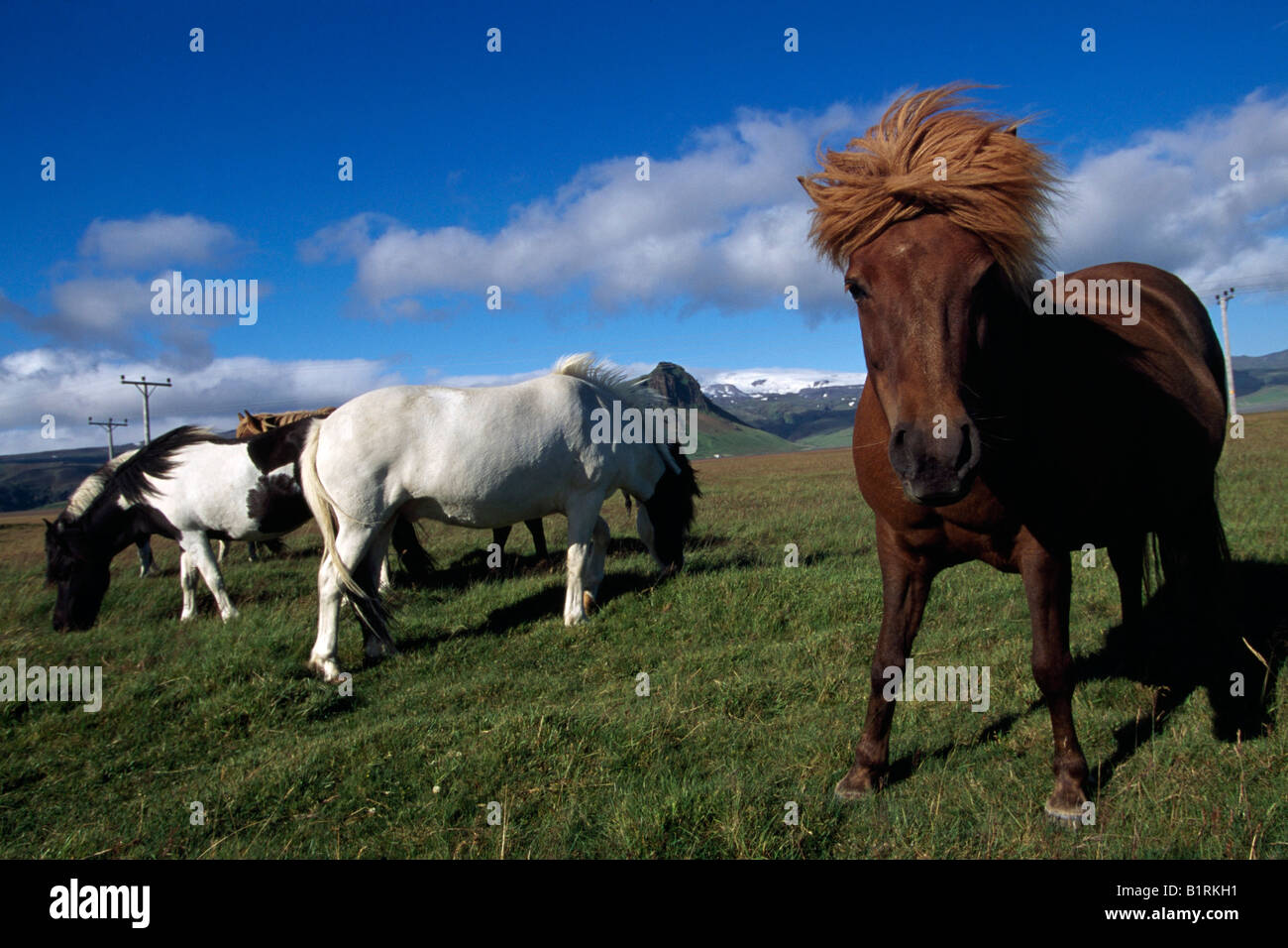 Iceland horses, Hoefn, Iceland Stock Photo - Alamy