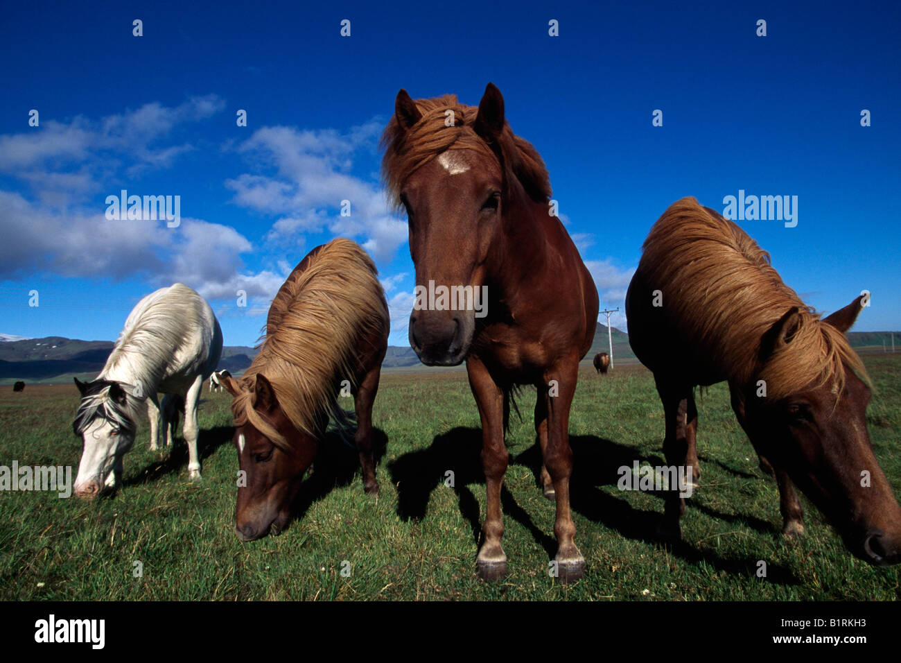 Iceland horses, Hoefn, Iceland Stock Photo - Alamy