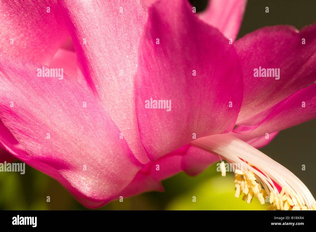 pink zygo cactus grown in shadehouse in Western Australia Stock Photo ...