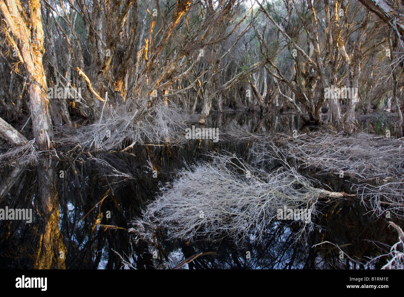 Swamp Paperbark tress (Melaleuca rhaphiophylla) growing at Herdsman ...