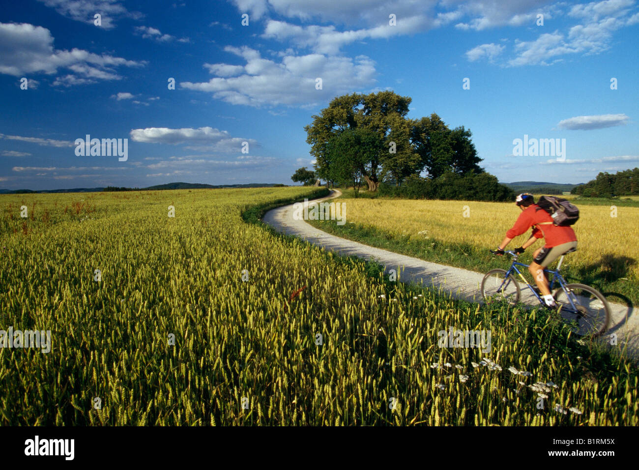 Bavaria, Germany, Trekking biker drives through corn fields Stock Photo ...