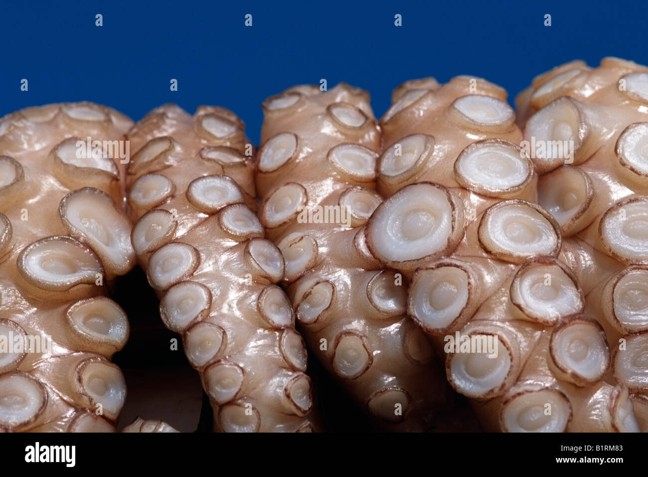 Another octopus hi-res stock photography and images - Alamy