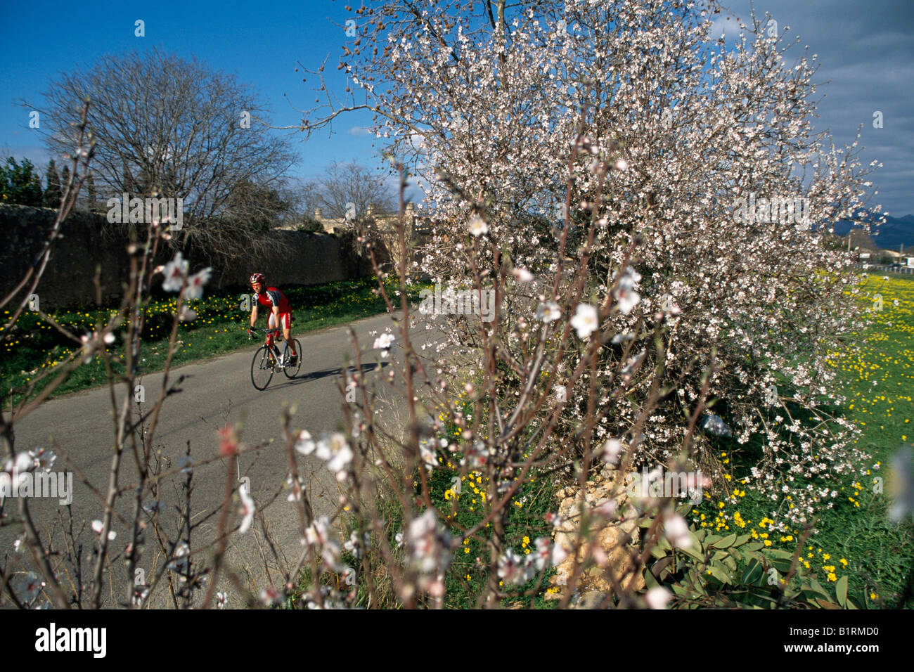 Biker in spring time Stock Photo - Alamy