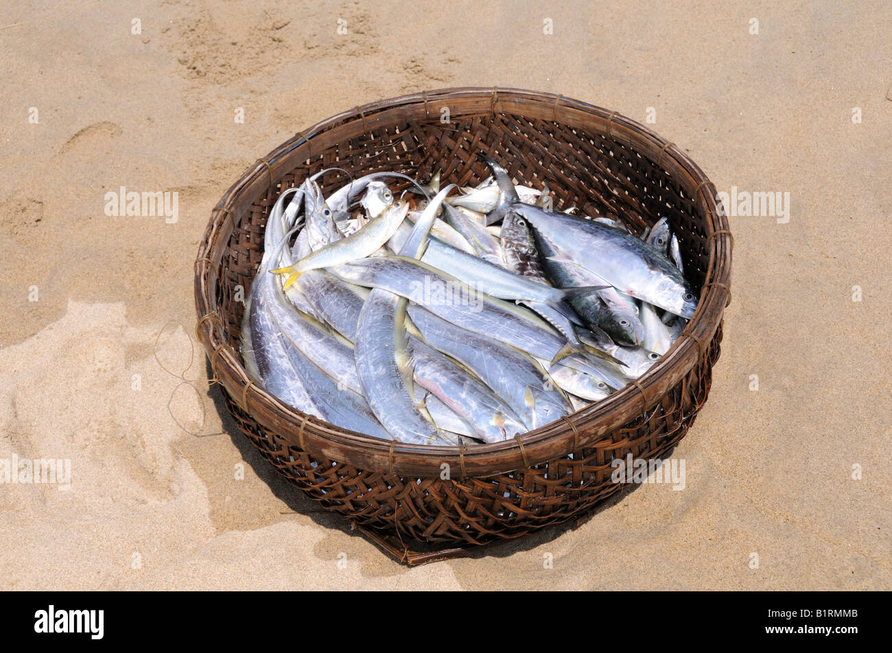 Basket of fish hi-res stock photography and images - Alamy