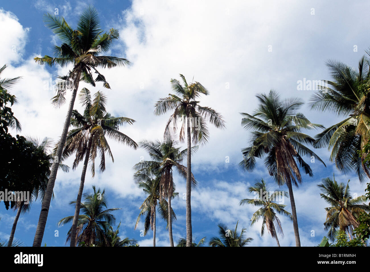 Palm trees, Mindoro, Philippines Stock Photo - Alamy