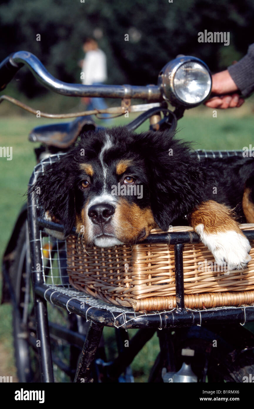 Dog in a handlebar pannier Stock Photo - Alamy