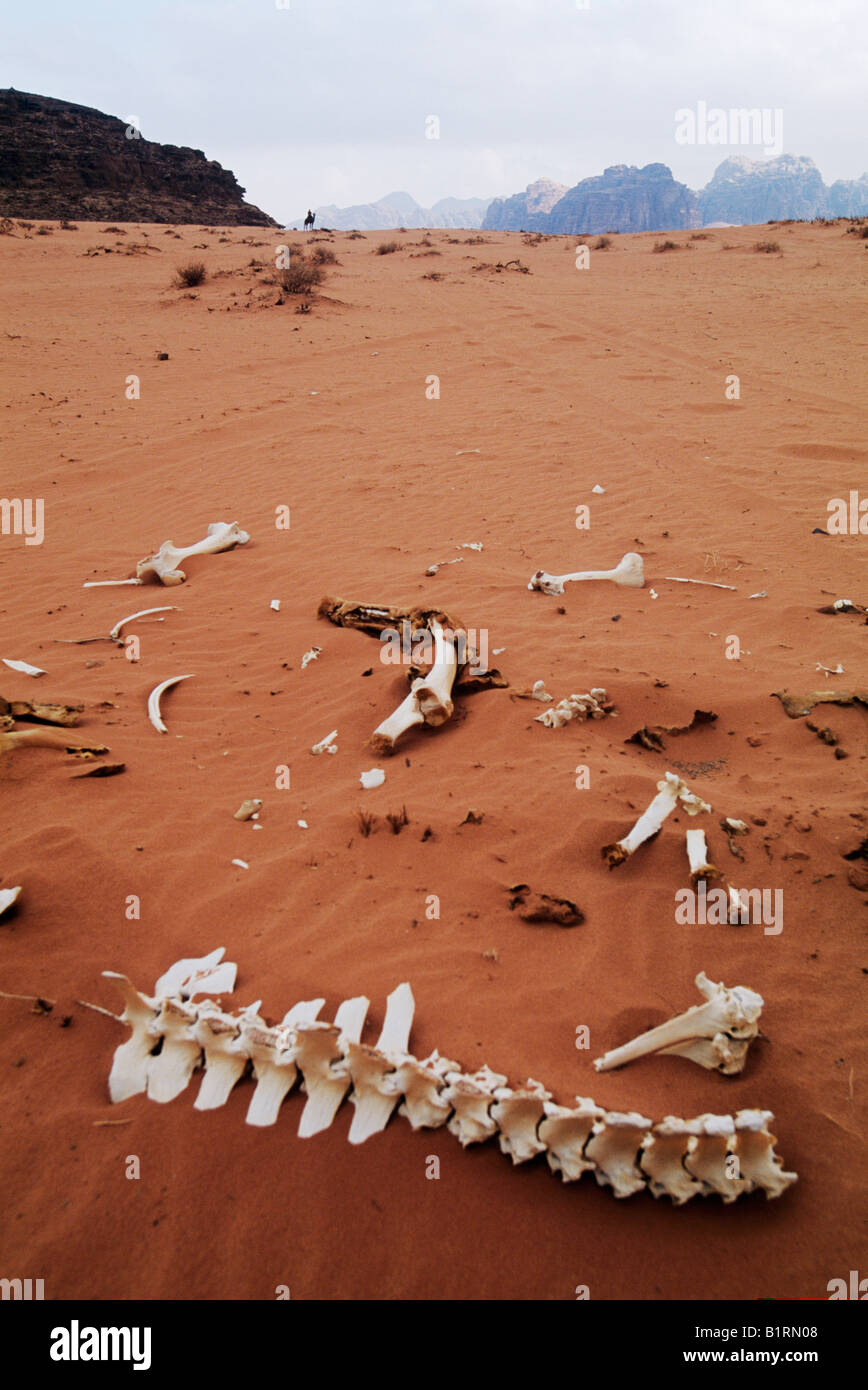 Skeleton, Wadi Rum, Jordan Stock Photo - Alamy