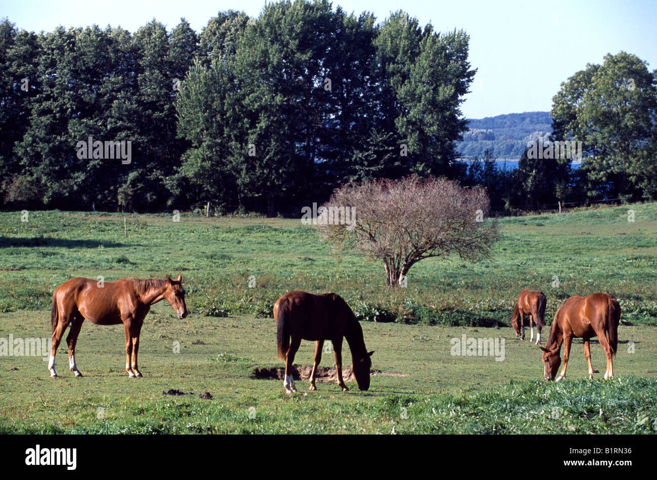 Equidae hi-res stock photography and images - Alamy