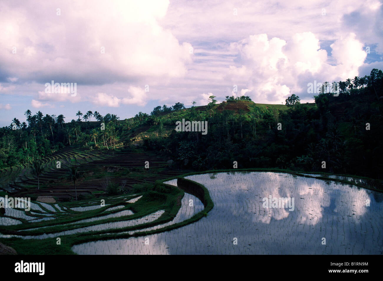 Rice paddies, Ubud, Bali, Indonesia Stock Photo - Alamy