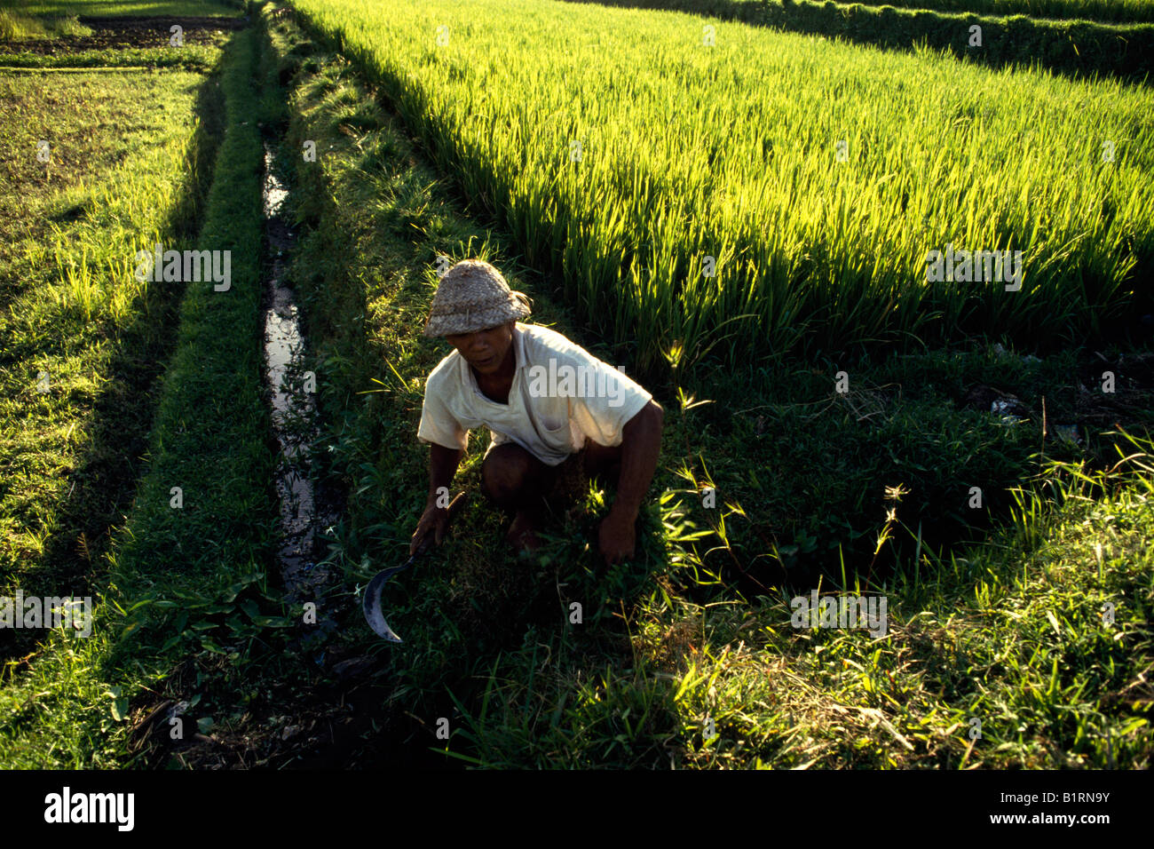 Rice cultivation, Ubud, Bali, Indonesia Stock Photo - Alamy