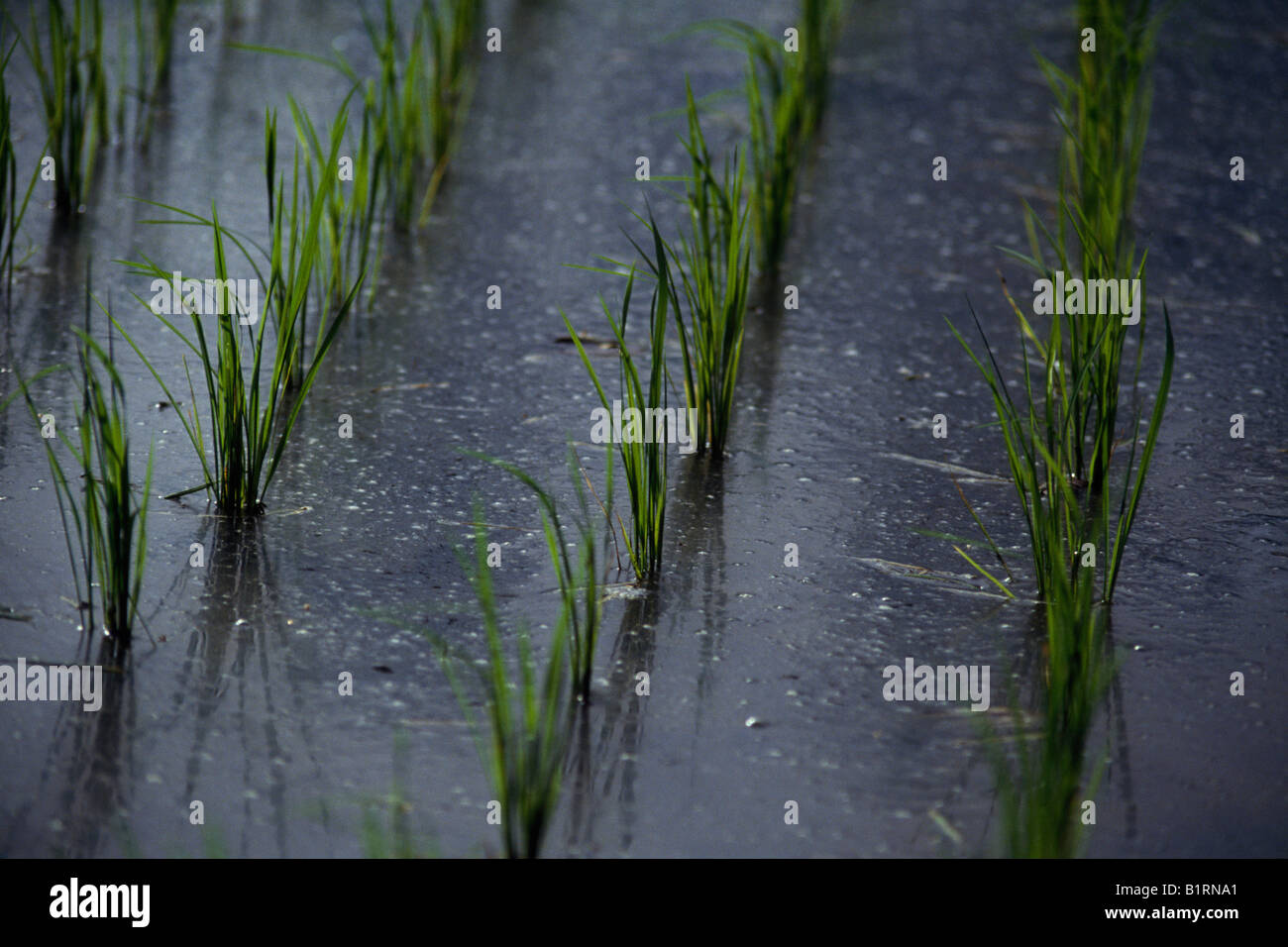 Rice cultivation, Ubud, Bali, Indonesia Stock Photo - Alamy