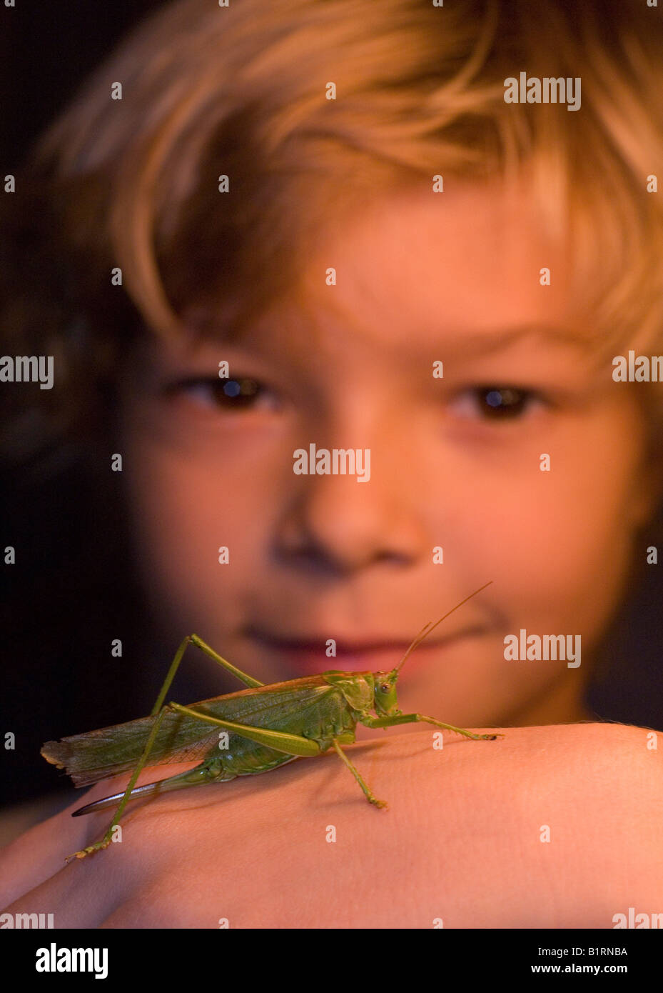 Cricket face hi-res stock photography and images - Alamy