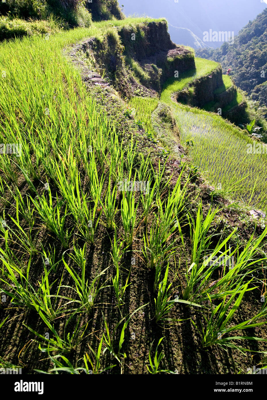 Rice field, Batad, Banaue, Luzon, Philippines, Asia Stock Photo - Alamy