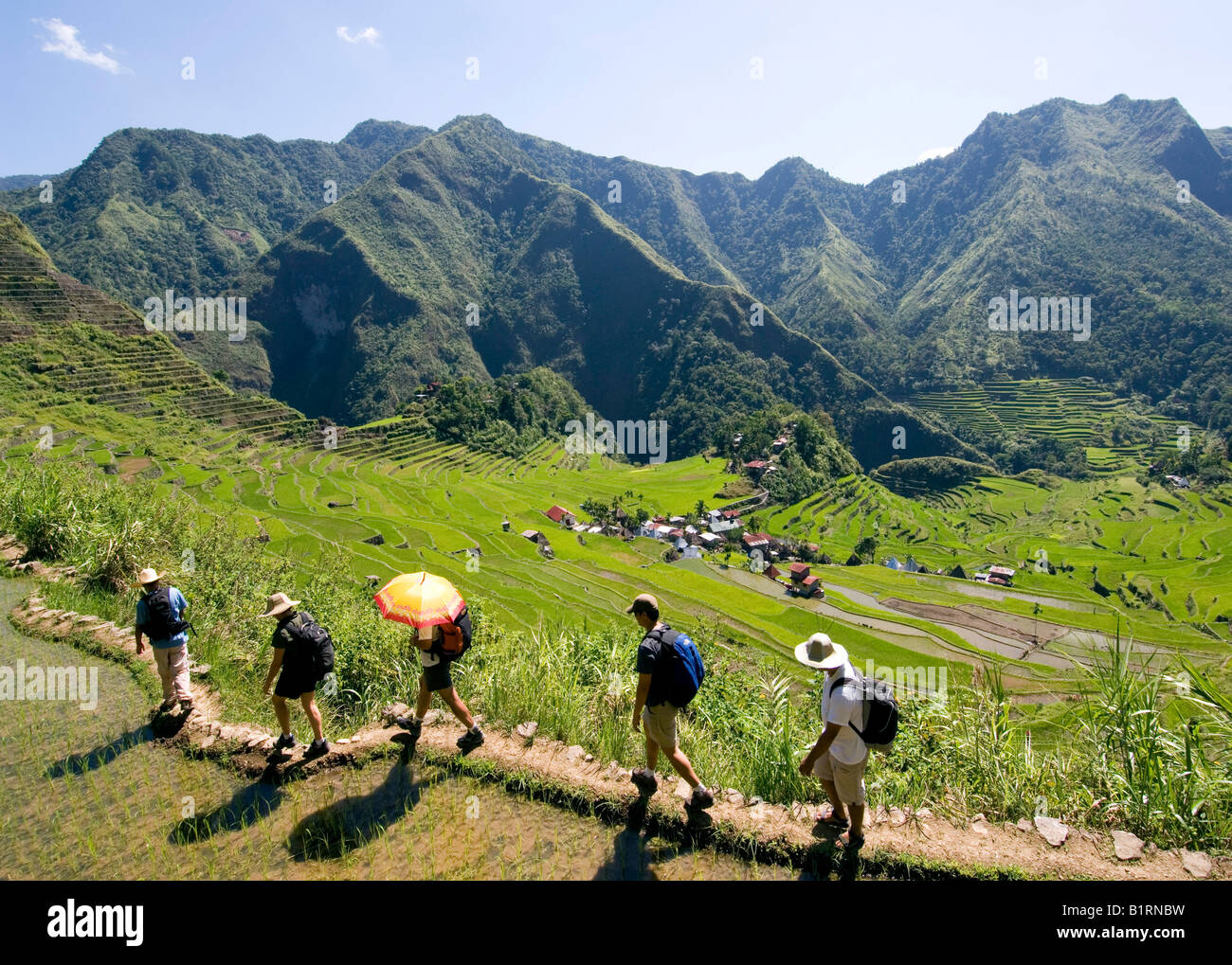 Trekking, rice field, Batad, Banaue, Luzon, Philippines, Asia Stock ...