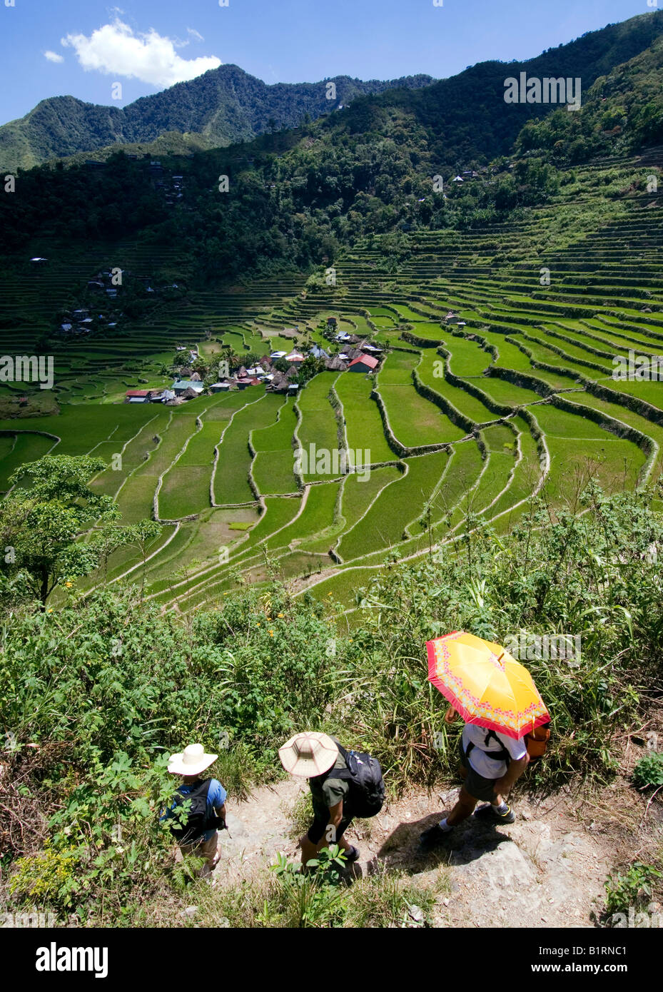Trekking, rice field, Batad, Banaue, Luzon, Philippines, Asia Stock ...