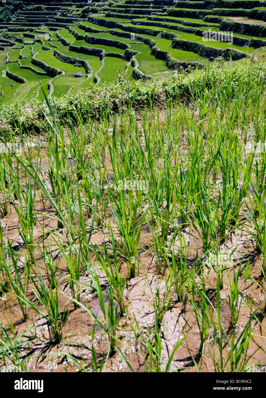 Rice field, Batad, Banaue, Luzon, Philippines, Asia Stock Photo - Alamy