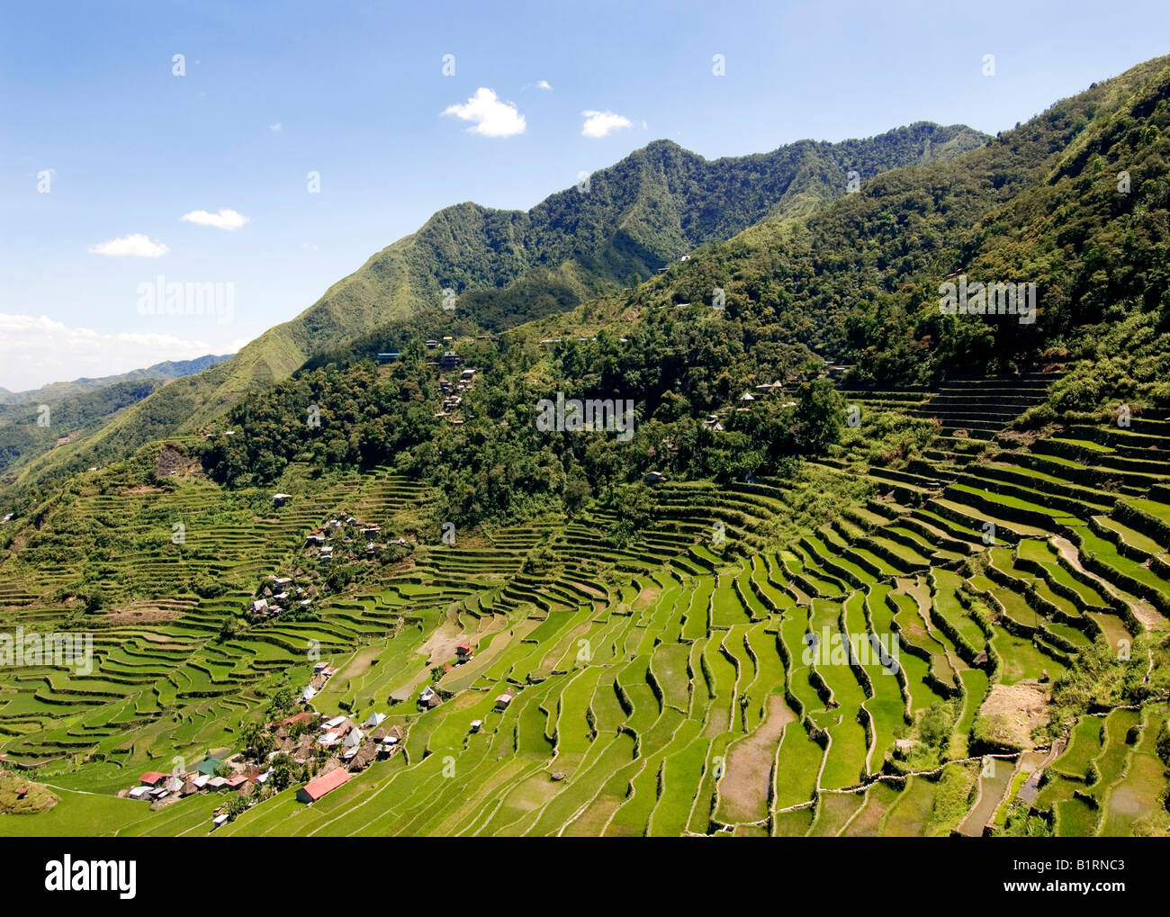 Rice field, Batad, Banaue, Luzon, Philippines, Asia Stock Photo - Alamy