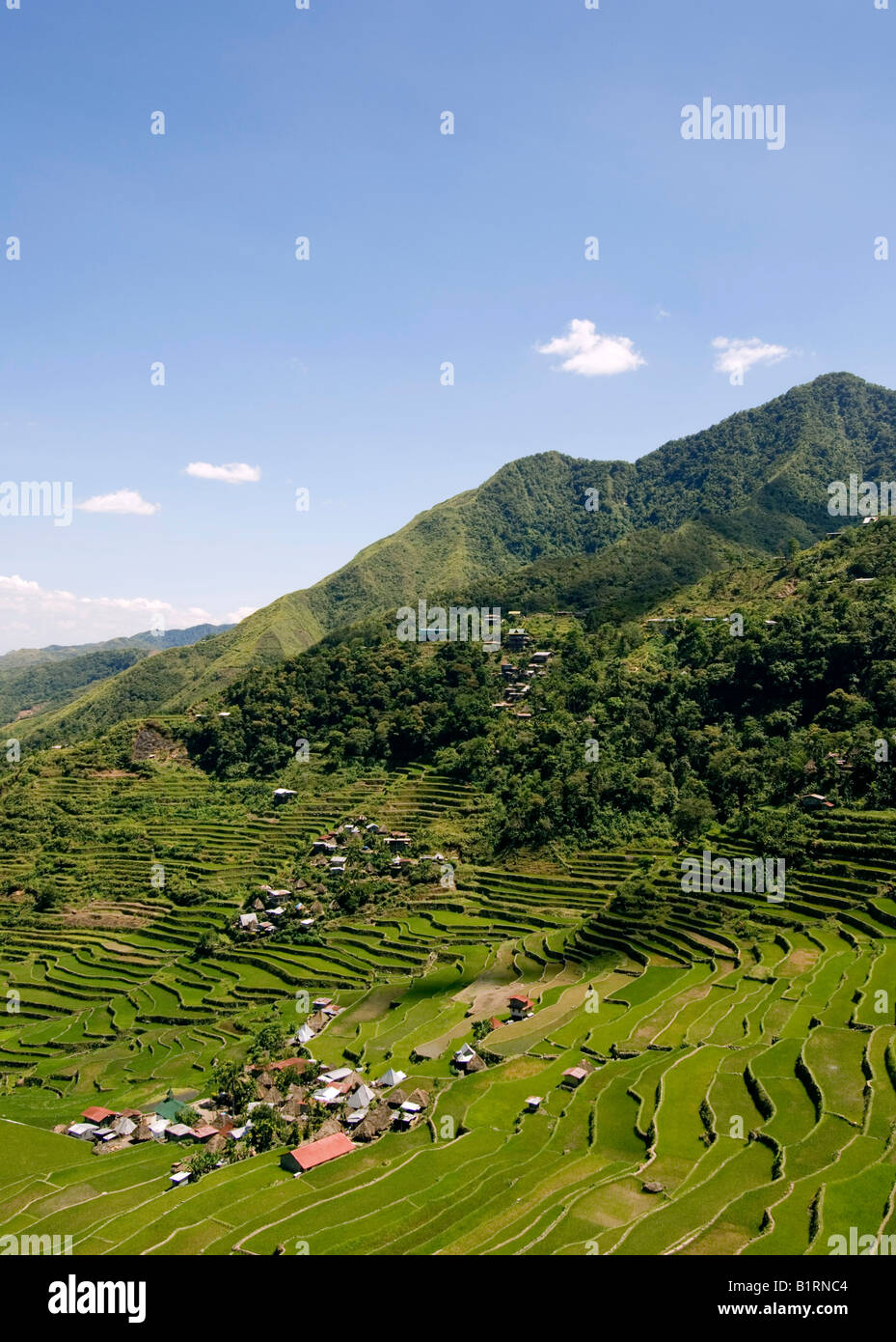 Rice field, Batad, Banaue, Luzon, Philippines, Asia Stock Photo - Alamy