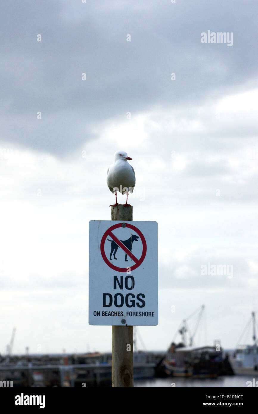 Seagull signage hi-res stock photography and images - Alamy