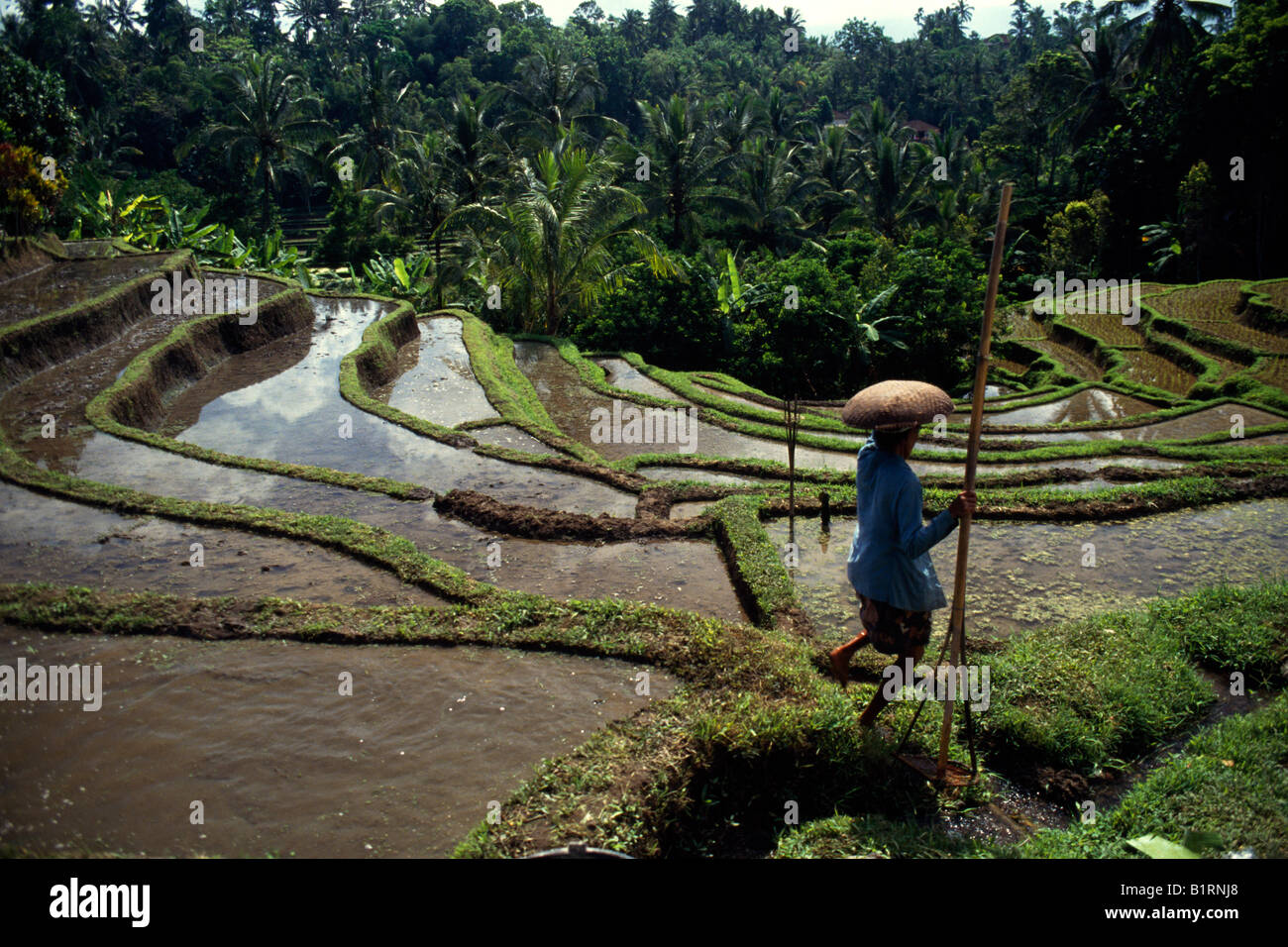 Rice paddies, Ubud, Bali, Indonesia Stock Photo - Alamy