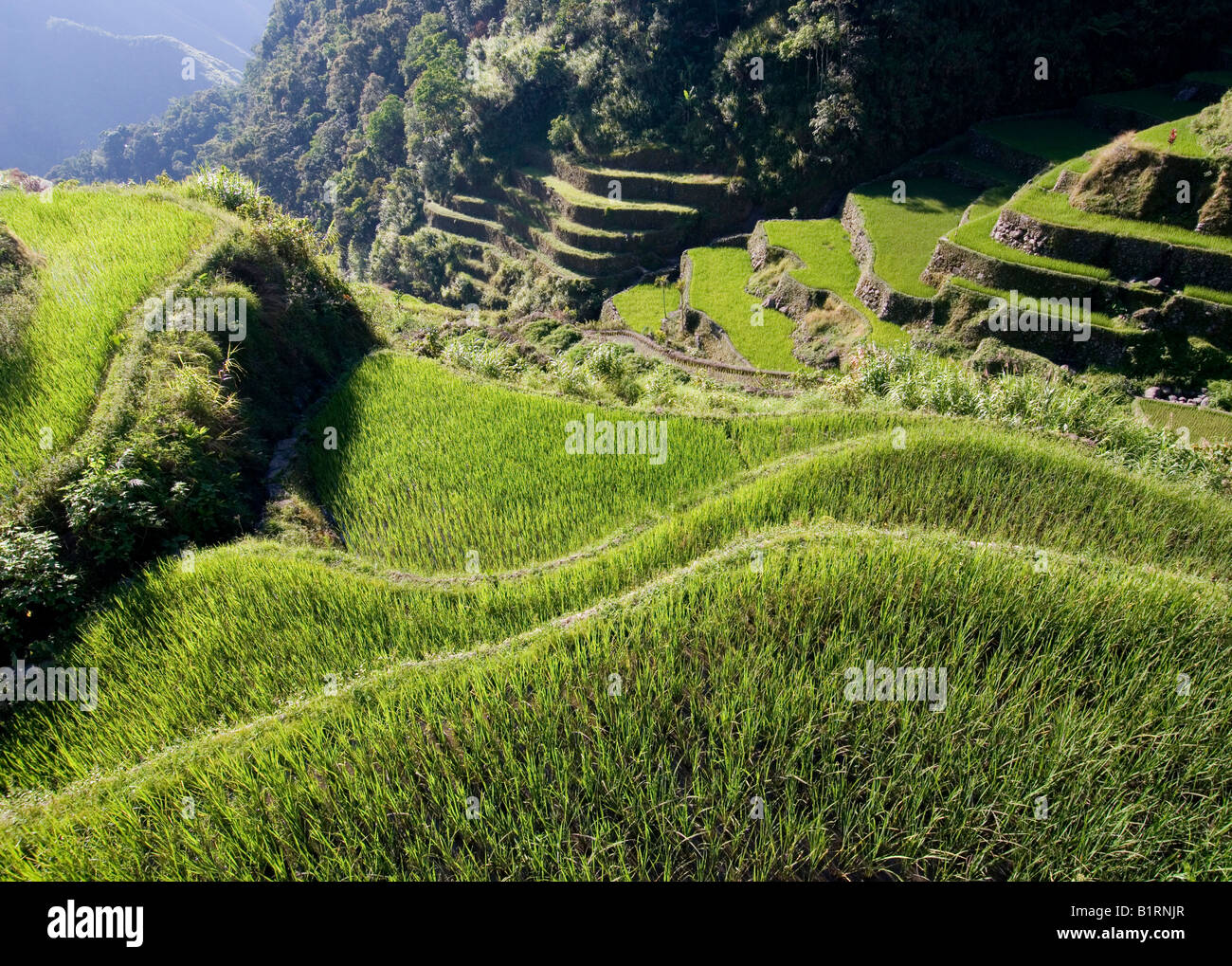Rice field, Batad, Banaue, Luzon, Philippines, Asia Stock Photo - Alamy