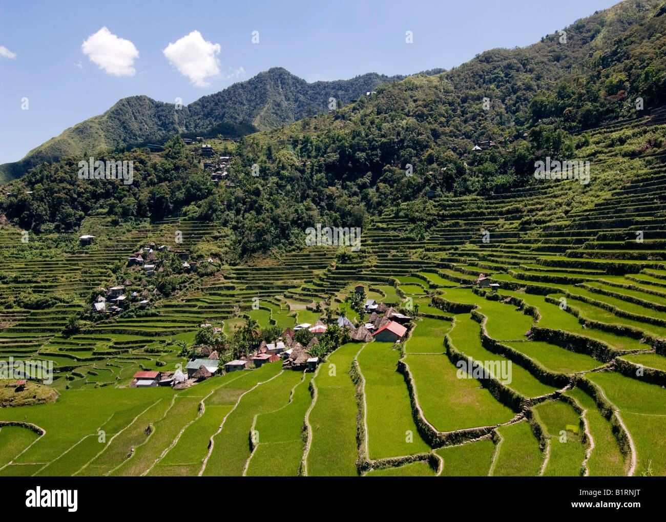 Rice field, Batad, Banaue, Luzon, Philippines, Asia Stock Photo - Alamy