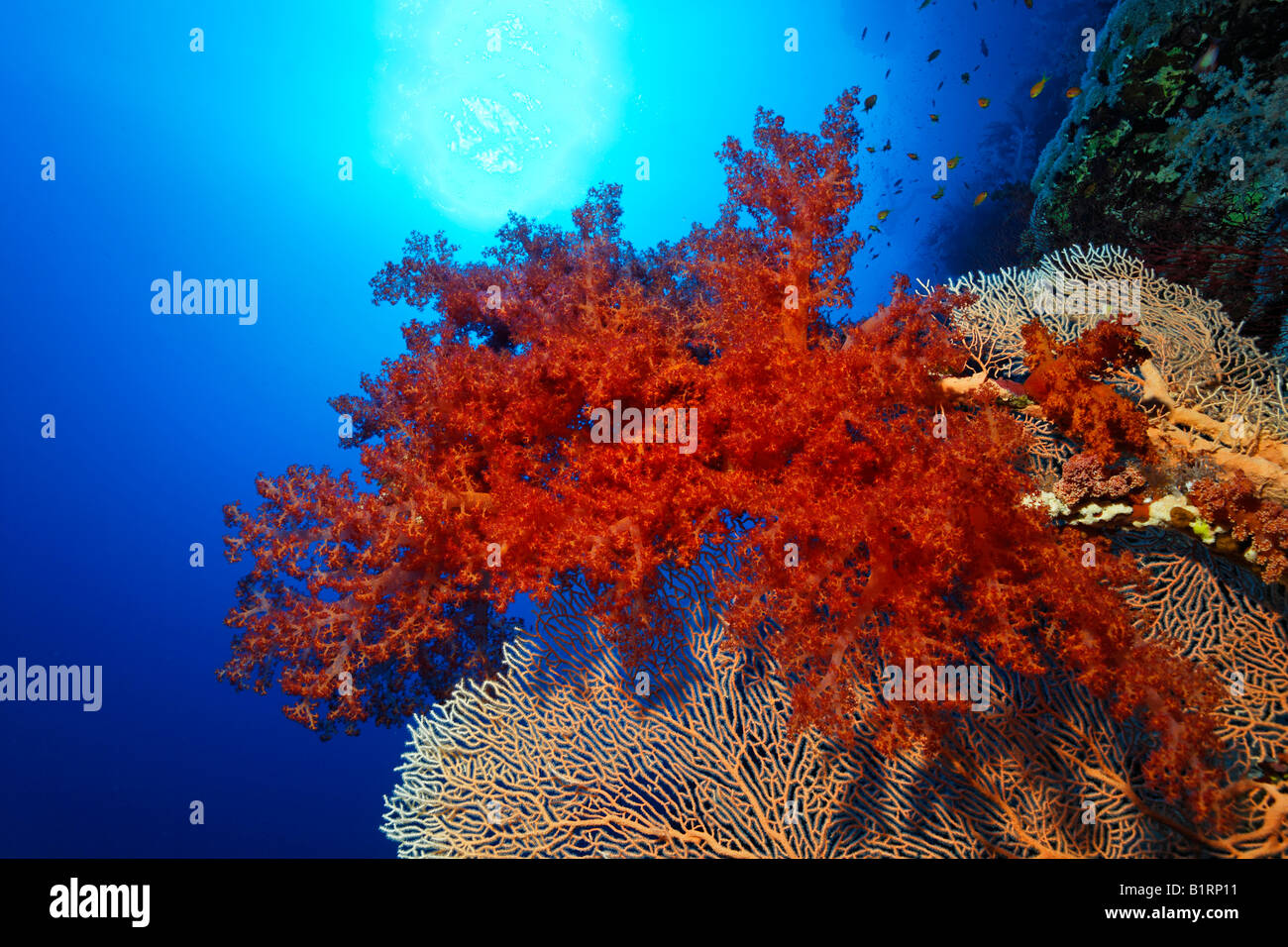 Gorgonian soft coral gorgonacea hi-res stock photography and images - Alamy