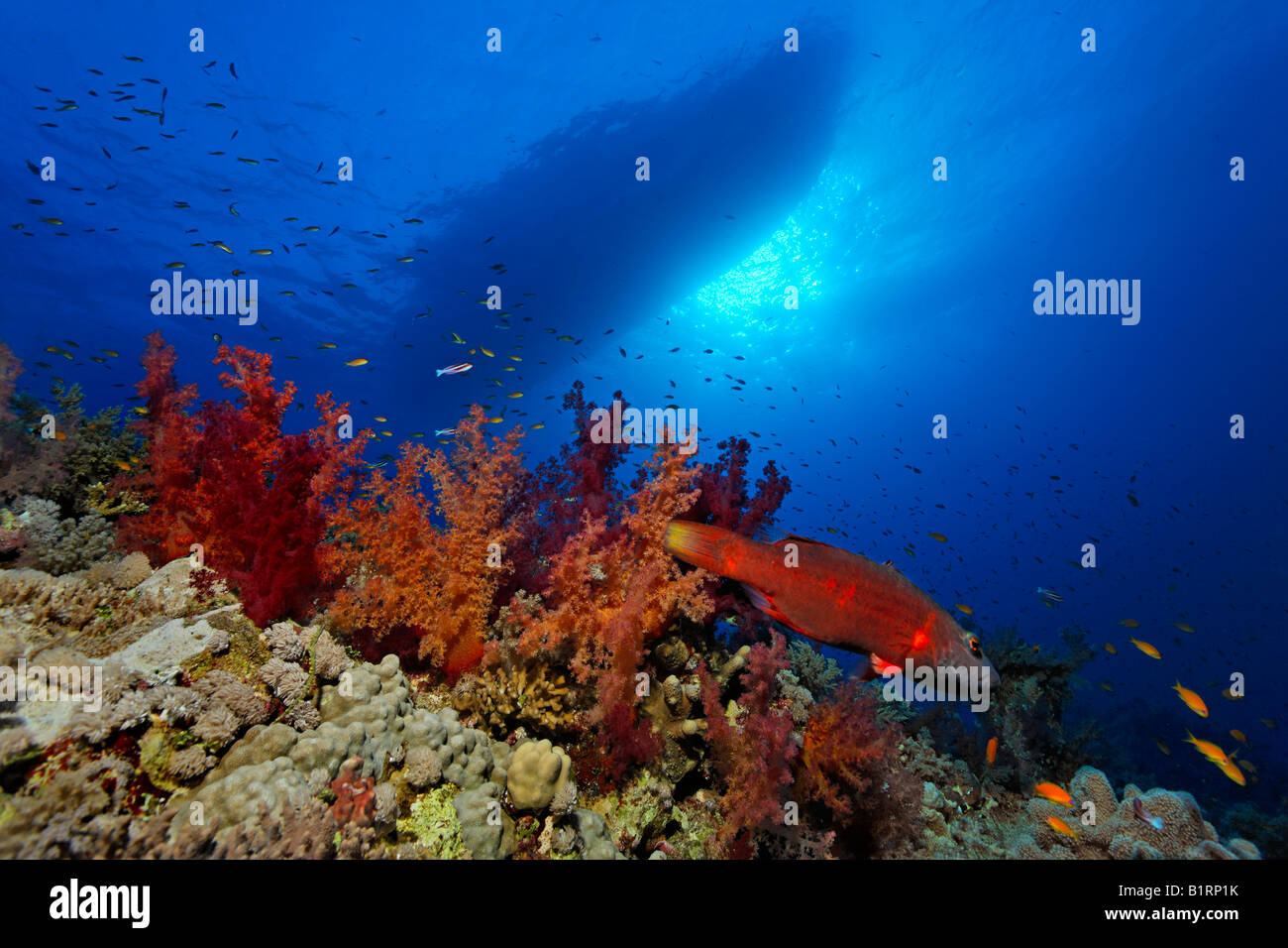 Diving ship maneuvering over a colorful coral reef and Cheek Lined or ...