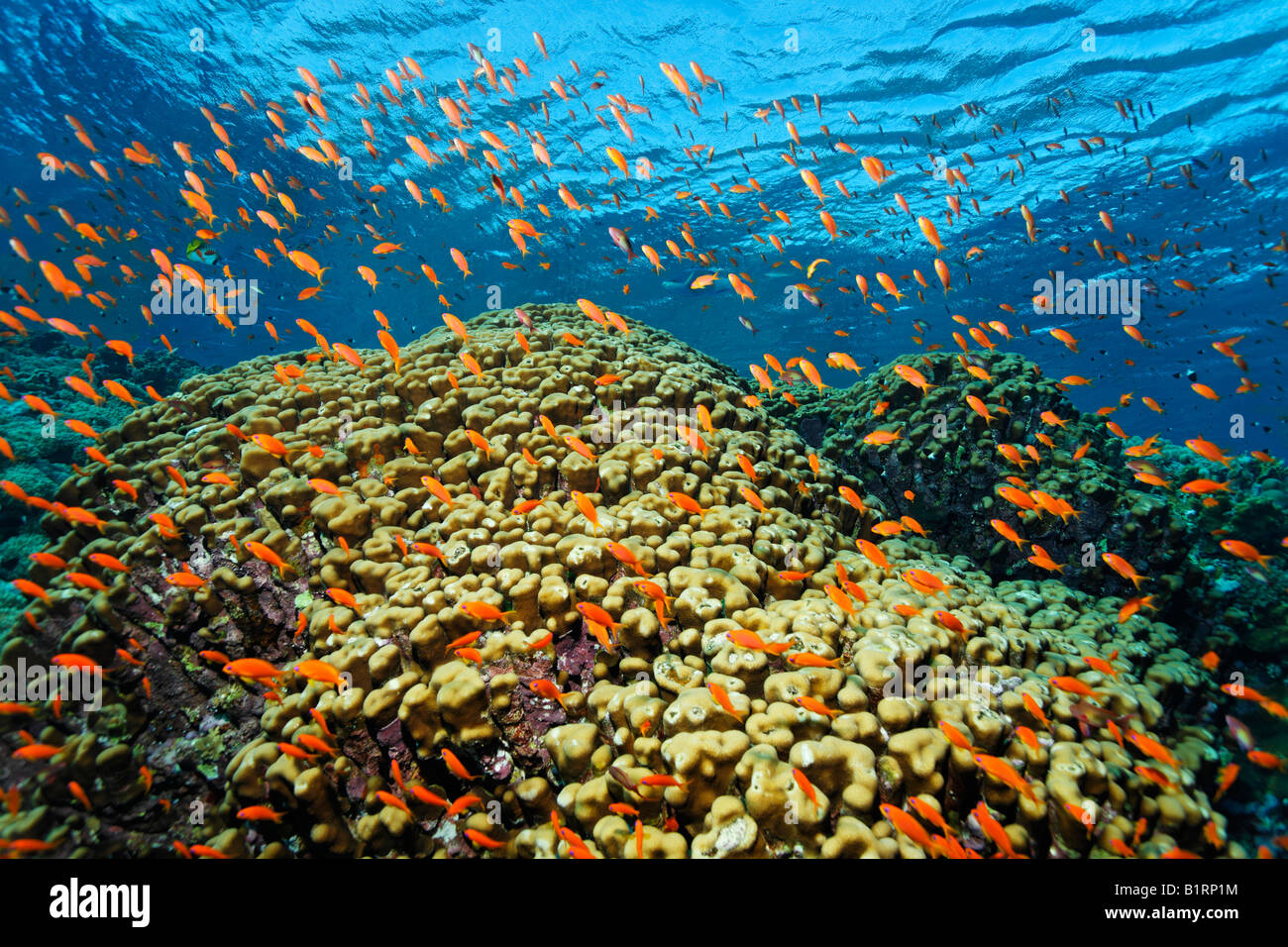 Hundreds of photos hi-res stock photography and images - Alamy